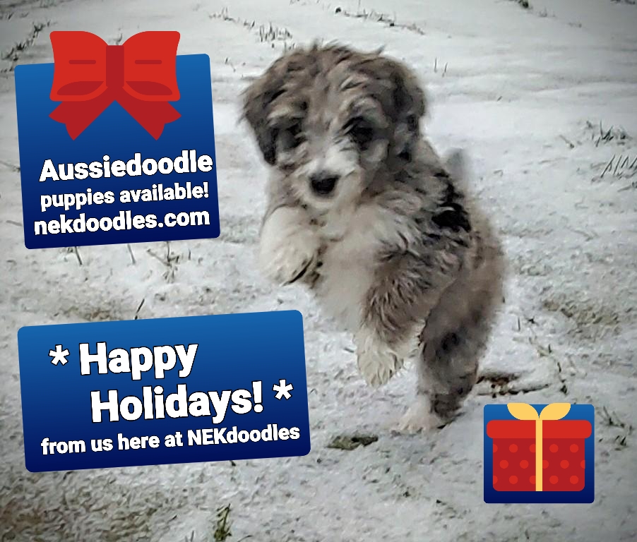 Our Holiday Package – NEK Doodles